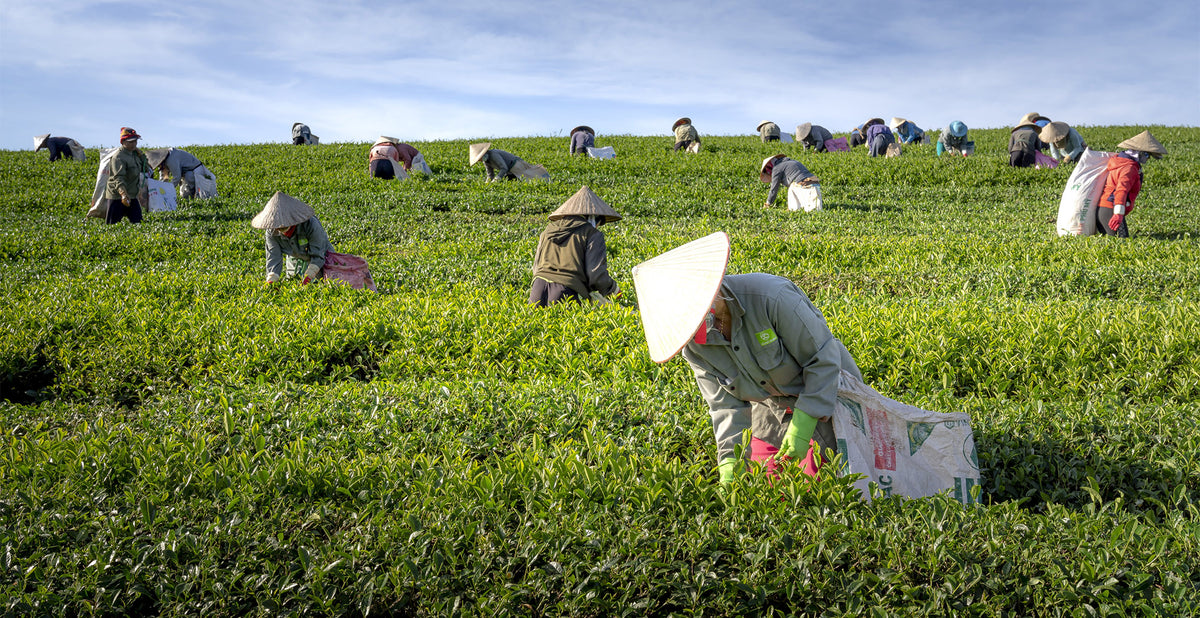 Take a Sip, Grow a Planet: 3 Unique Ways Our Sustainable Tea Supports ...