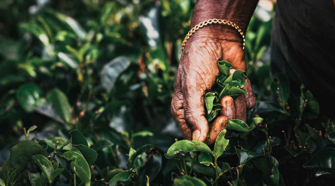 OrientalTeaBox: Unique Premium Products from Asia